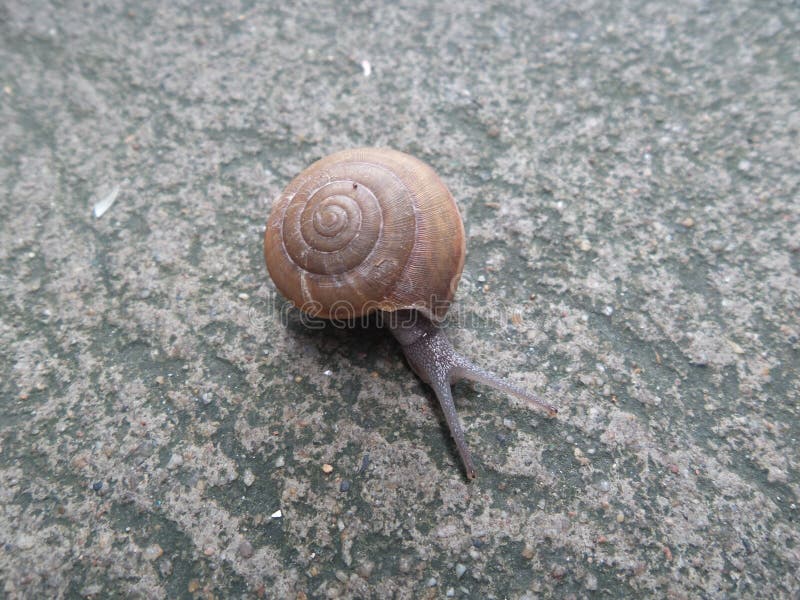 Snail stock image. Image of outdoors, slow, background - 36641725