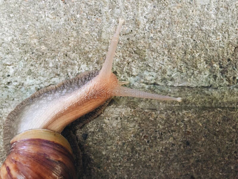 Snail stock photo. Image of slow, animal, working, wall - 58881370