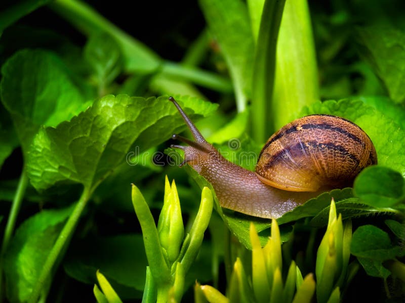 Snail world stock photo. Image of mollusk, creature, house - 13807568