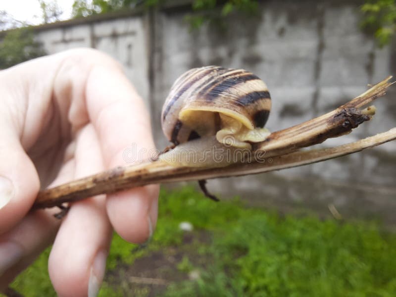 A Snail Wrapped Around a Stick Stock Image - Image of wrapped, fish ...