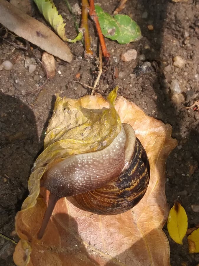 Snail 1 stock image. Image of snail, yard, fauna, snails - 120858891