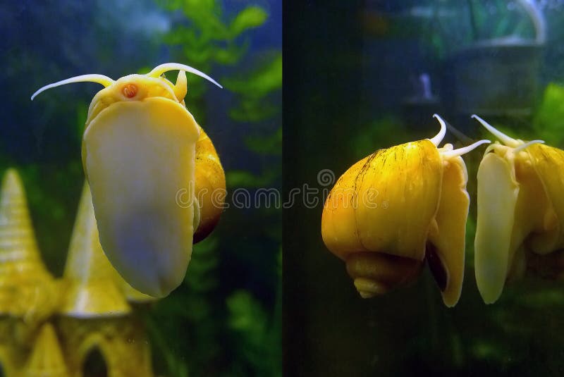 Snail yellow ampoule stock image. Image of view, yellow - 130301833