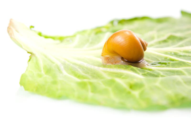 Snail stock image. Image of sticky, swirl, green, isolated - 30622613