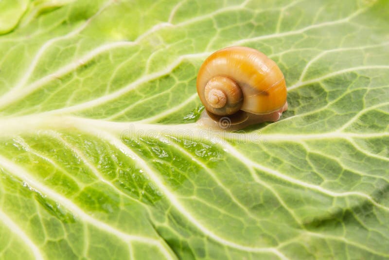 Snail stock image. Image of eating, brown, slimy, motion - 30622645