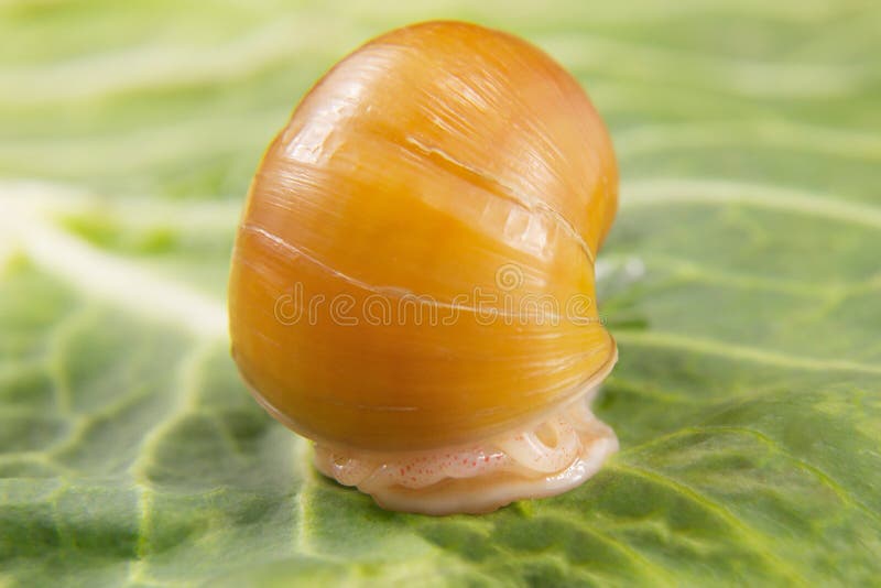 Snail stock photo. Image of mollusk, pets, shell, single - 30622674