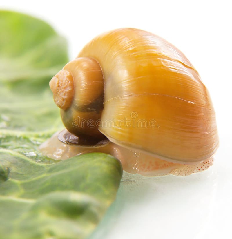 Snail stock photo. Image of closeup, snail, food, macro - 30622700