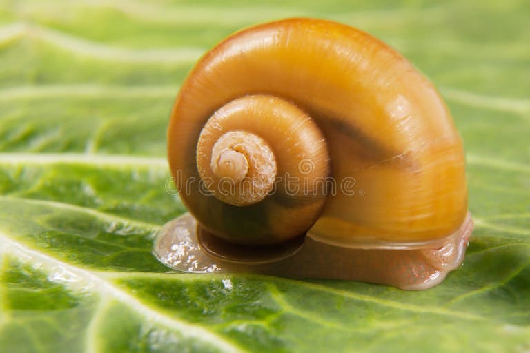 Snail stock image. Image of food, animal, eating, cabbage - 30622727