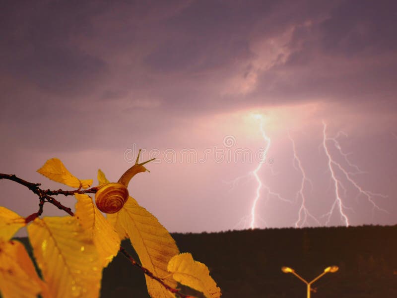 Snail Thunderstorm Stock Photos - Free & Royalty-Free Stock Photos from ...