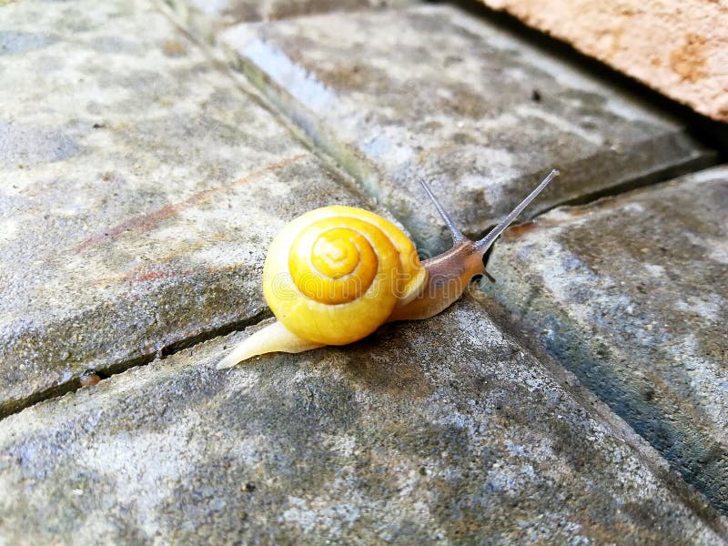 A Snail, with a Yellow Shell, Crawling Along the Edge of a Concrete ...