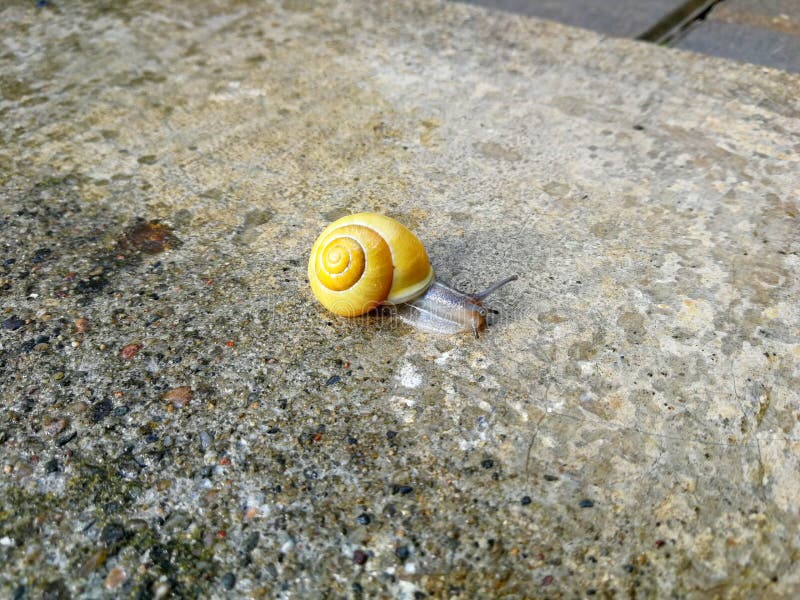 A Snail with a Yellow Shell Crawling on Concrete, during the Day Stock ...