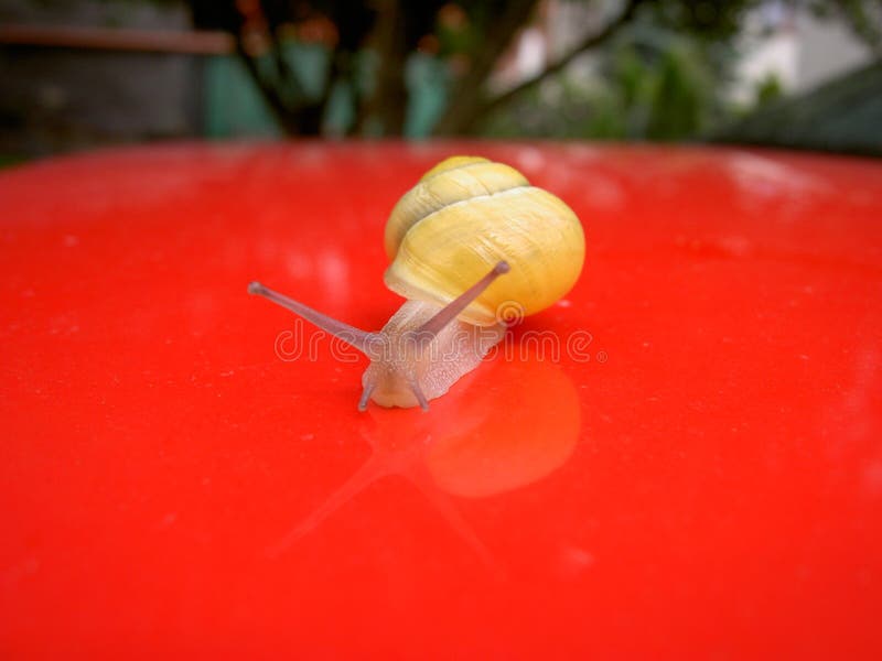 Snail with Yellow Shell Crawls on Red Background Stock Photo - Image of ...