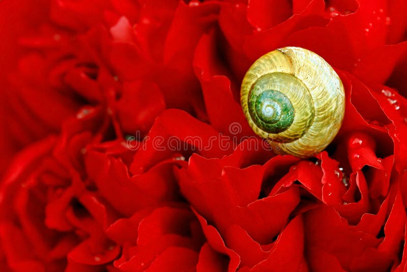 A Snail with a Yellow Snail Shell on a Red Peony Stock Image - Image of ...