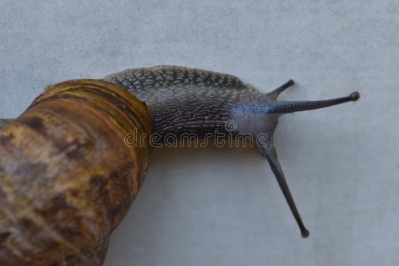 Hard Shell Snailhead on Wall 01 Stock Photo - Image of brown, mollusc ...