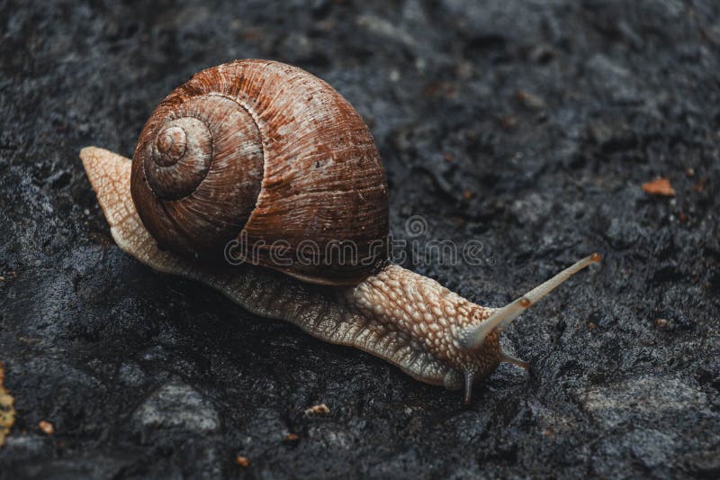 A Snaill with Brown Shell on Asphalt Road Stock Photo - Image of ...