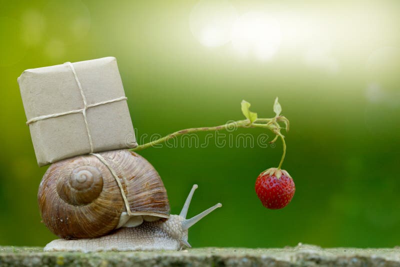 Snailmail, Snail with Package on the Snail Shell Stock Photo - Image of ...