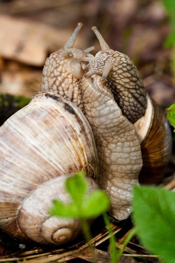 Snails stock photo. Image of female, spring, shield, edible - 10588794