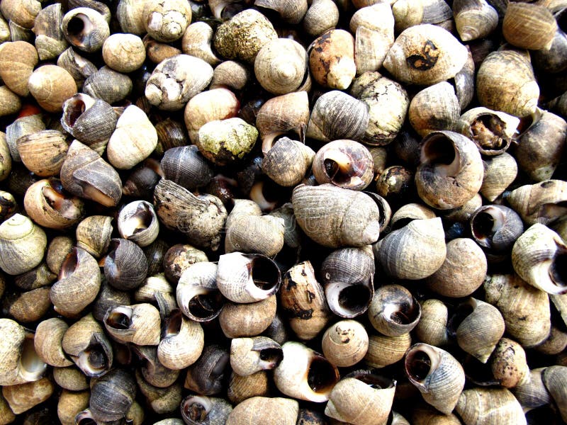 Snails stock photo. Image of health, rods, tasty, coast - 14983956