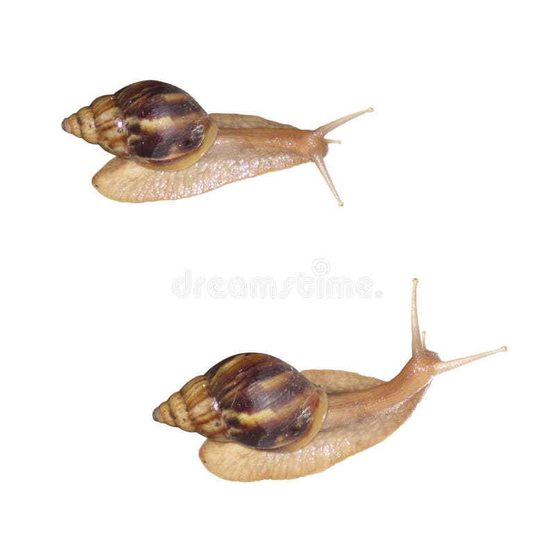 Four snails stock photo. Image of shell, pest, cute, slug - 5697138
