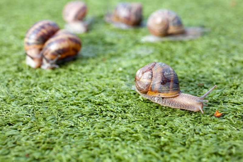 Snail and weed on sidewalk stock image. Image of dirt - 75519437