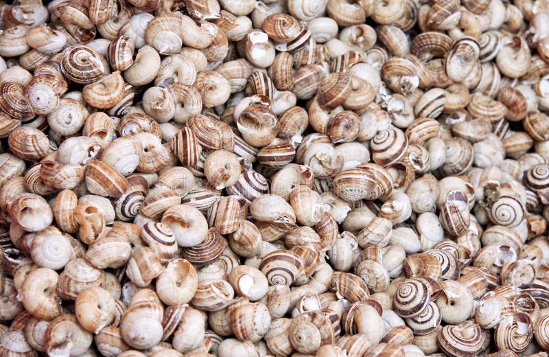 Snails stock photo. Image of move, full, drink, food - 24143540