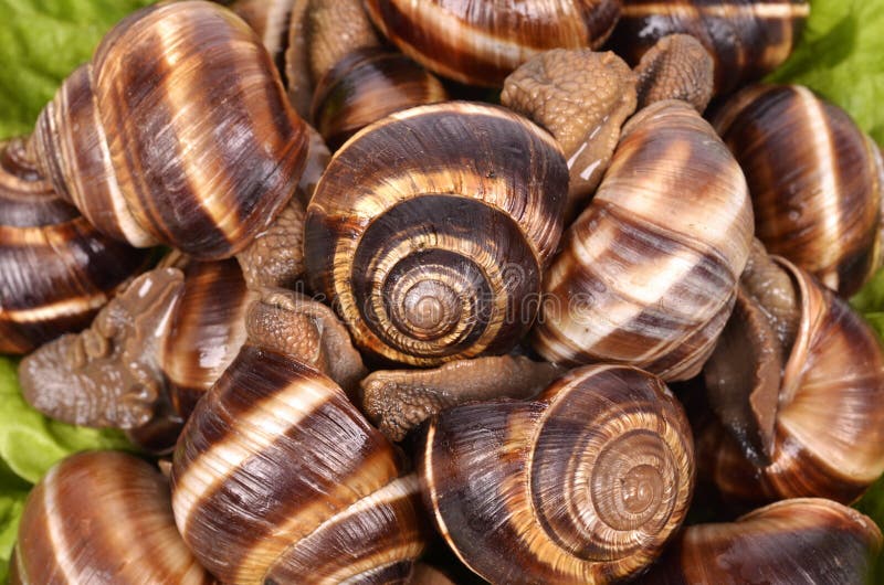 Snails stock image. Image of gastronomy, nutrition, cook - 24175619
