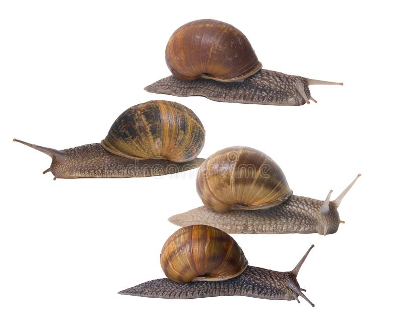 Snails in a Row stock image. Image of line, animal, lead - 230417
