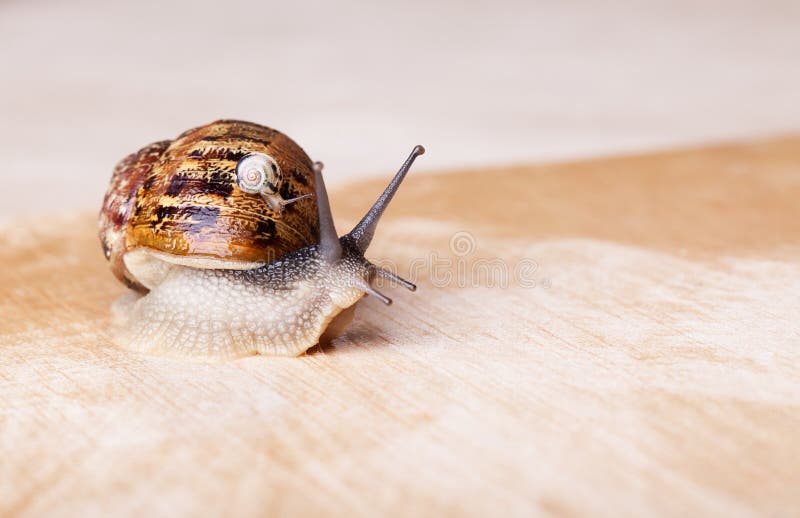 Snails stock photo. Image of snail, body, pest, crawl - 29645802