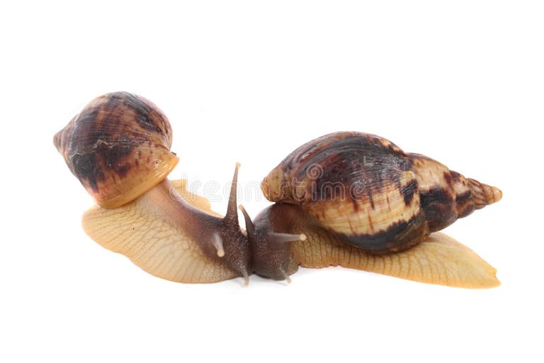 4,910 Crawling Brown Snails Stock Photos - Free & Royalty-Free Stock ...
