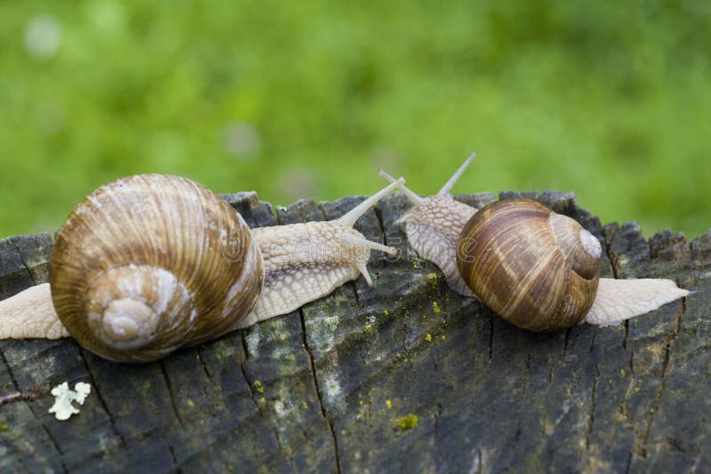 Snail dance stock photo. Image of mating, garden, life - 657752
