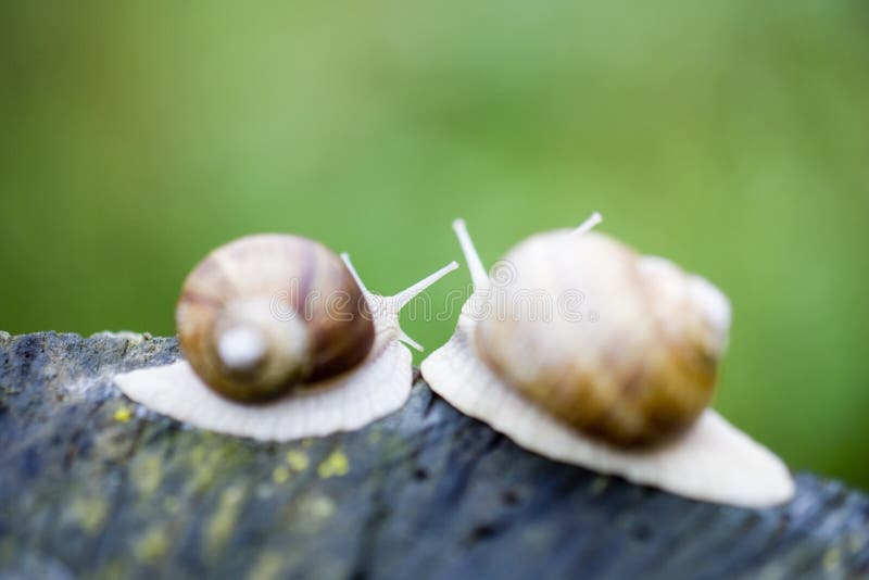 Snails stock image. Image of reproduction, home, food - 5718001