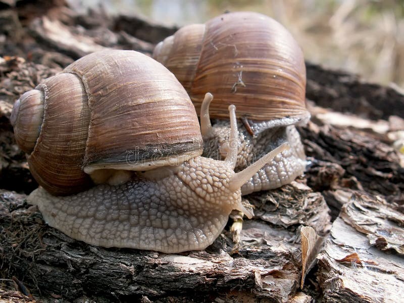 Snails stock image. Image of date, macro, valentine, snails - 728447