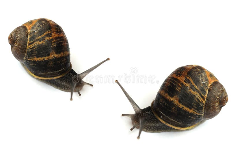 Four snails stock photo. Image of shell, pest, cute, slug - 5697138