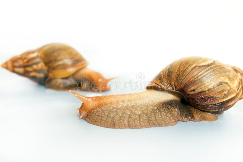 Achatina Achatina Giant African Snail Stock Photo - Image of house ...
