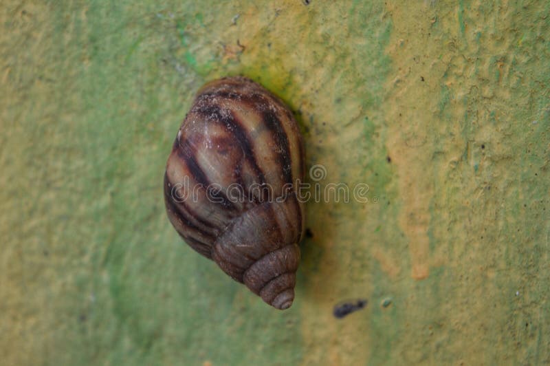 Snails that Appear in the Rainy Season Stock Photo - Image of flower ...
