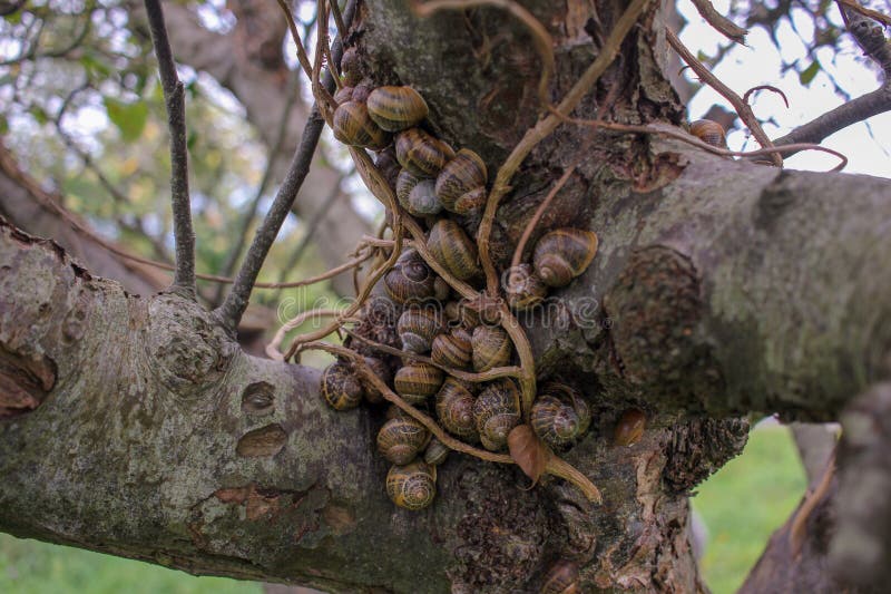Snails in an apple tree stock image. Image of snail - 296955885