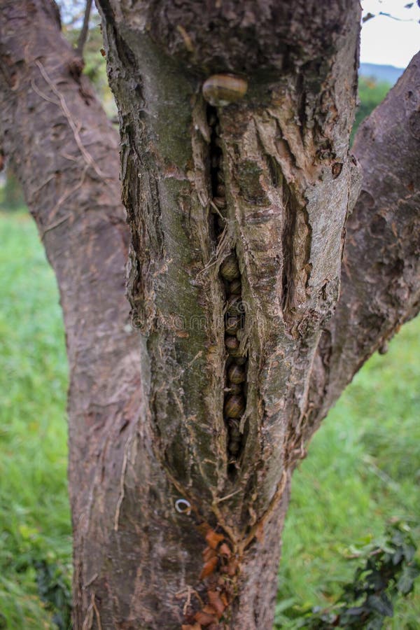 Snails in an apple tree stock image. Image of wildlife - 296955883