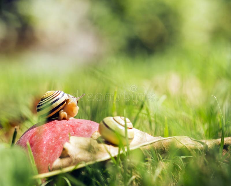 Snails on an apple stock photo. Image of light, plant - 59880842