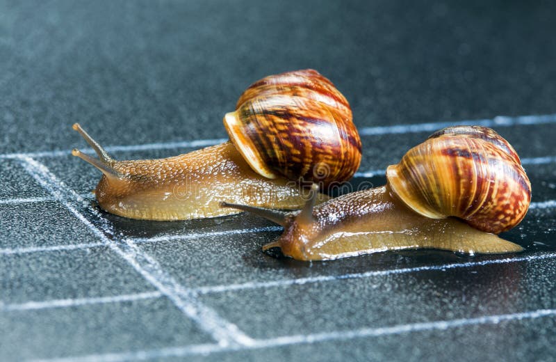 Snails on the Athletic Track Stock Photo - Image of helix, athletic ...
