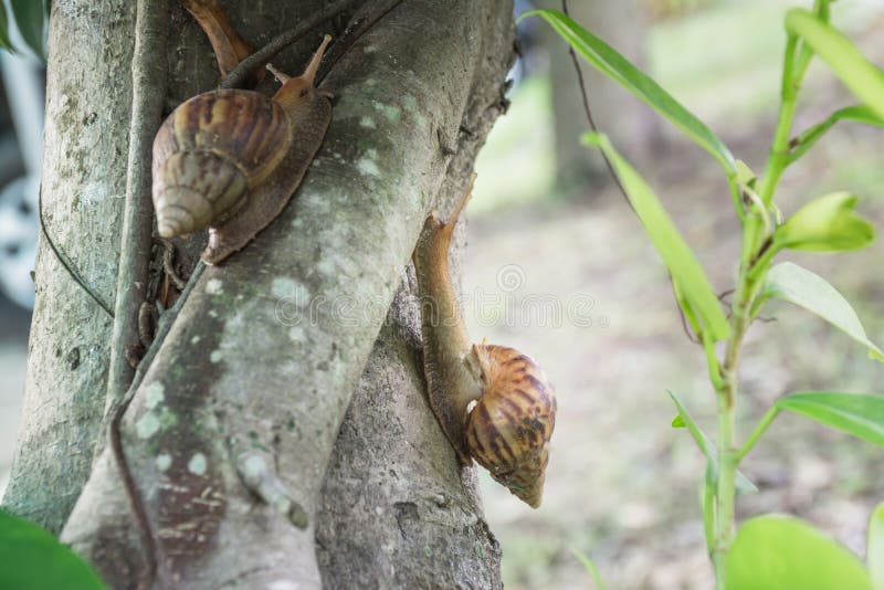 Snails on the Bark of a Tree Stock Photo - Image of tree, pomatia ...