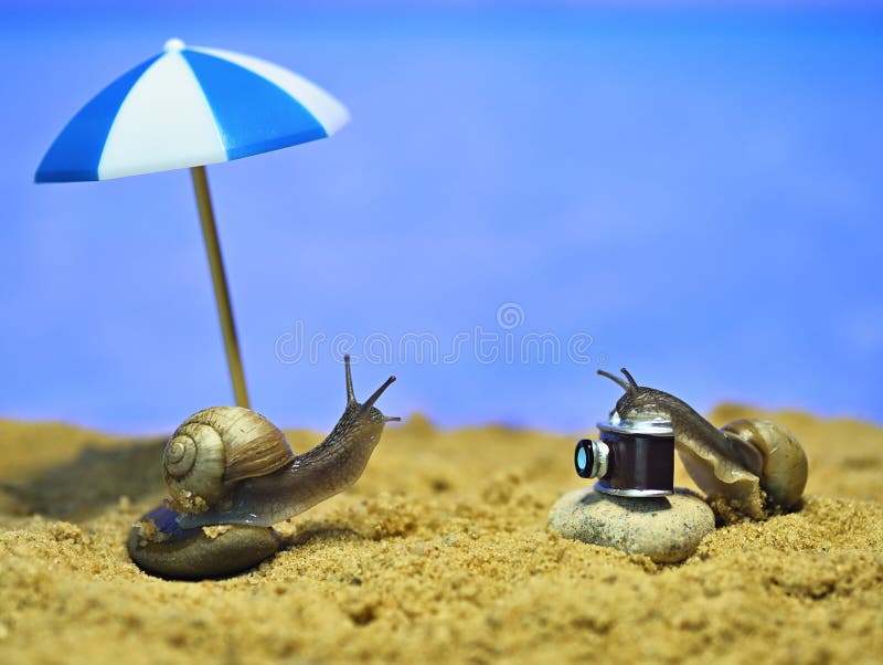 Snails on the Beach. Photo Session on the Seashore Stock Photo - Image ...