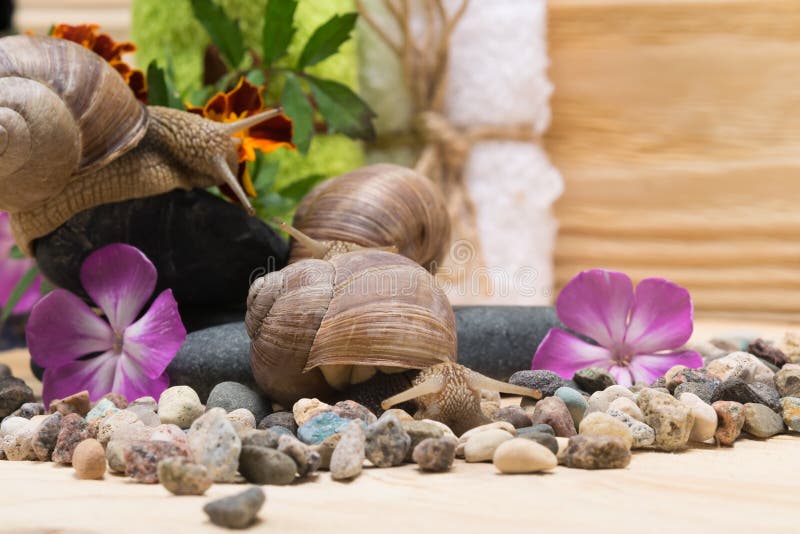 Snails on Black Stones for Spa Treatments Stock Photo - Image of salon ...