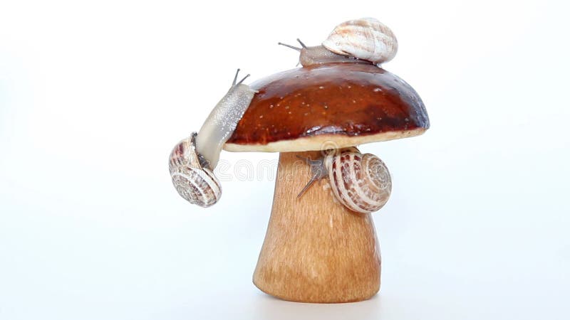 Snails on mushroom stock image. Image of mollusc, closeup - 30338489
