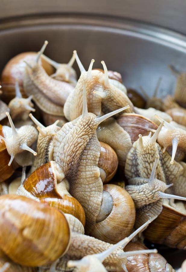 Bowl Of Snails In Garlic, Typical Plate Of Spain And France Stock Image ...
