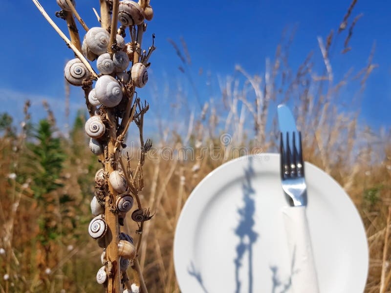 Snails on a Branch on the Background of the Plate, Fork and Knife ...