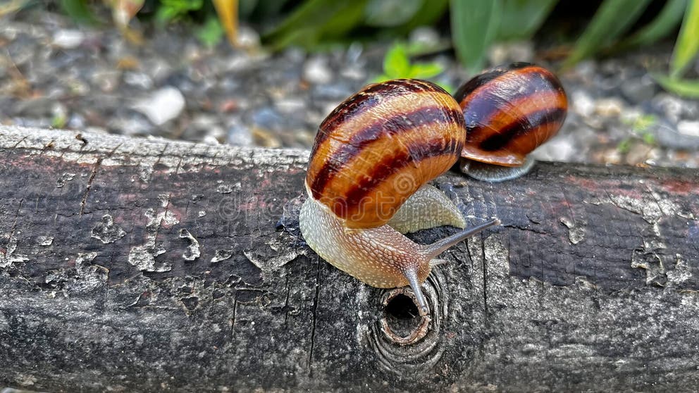 Snails on a Branch after Rain Stock Image - Image of closeup, rain ...