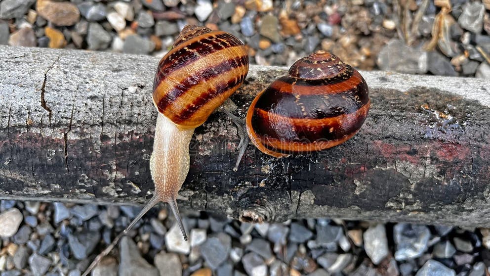 Snails on a Branch after Rain Stock Photo - Image of green, rain: 352480400