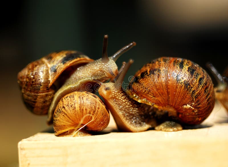Snails. stock image. Image of race, macro, baby, brave - 44609205