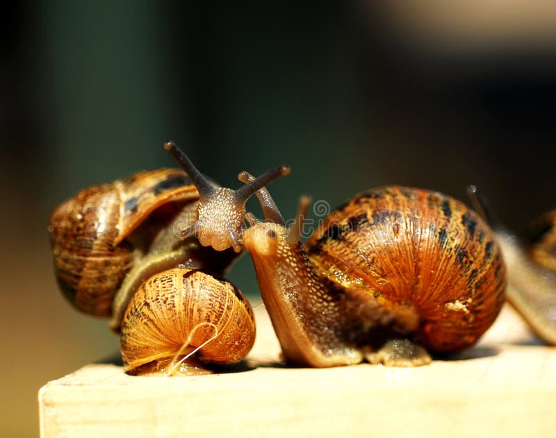 Snails. stock image. Image of parental, generation, garden - 44609231