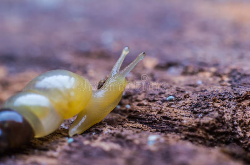 Snails stock photo. Image of size, form, small, ground - 59612384