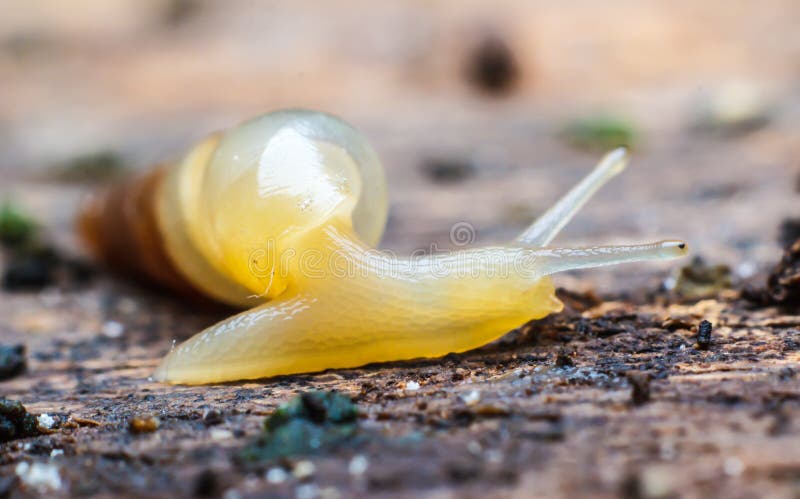 Snails stock photo. Image of closeup, slow, riding, eyes - 59612464